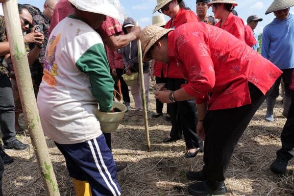 Bupati Tabanan Tanam Jagung di Lahan 88 Hektar, Subak Penarukan Jadi ...